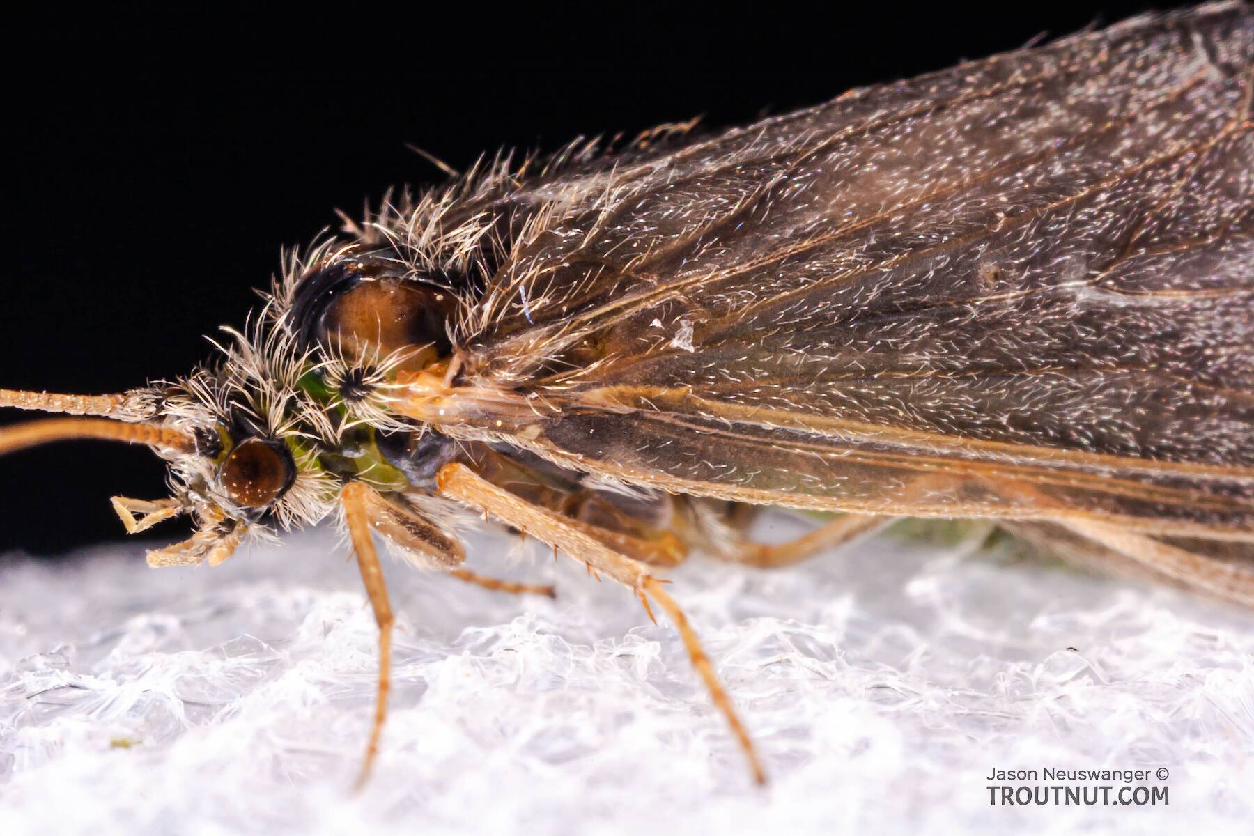 Brachycentrus appalachia (Apple Caddis) Caddisfly Adult Pictures