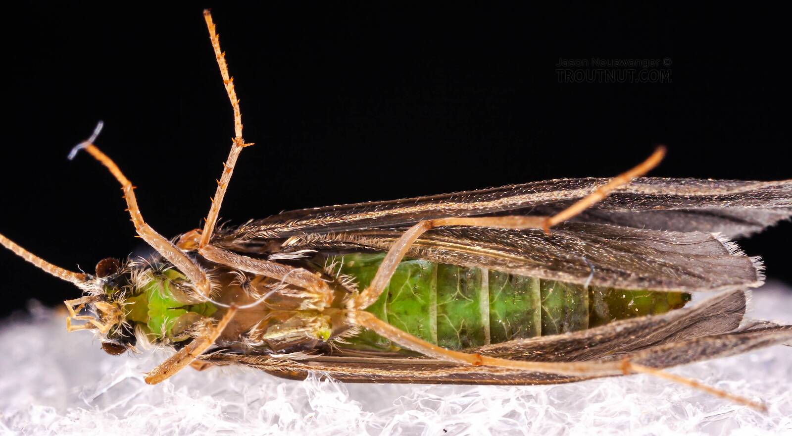 Brachycentrus appalachia (Apple Caddis) Caddisfly Adult Pictures