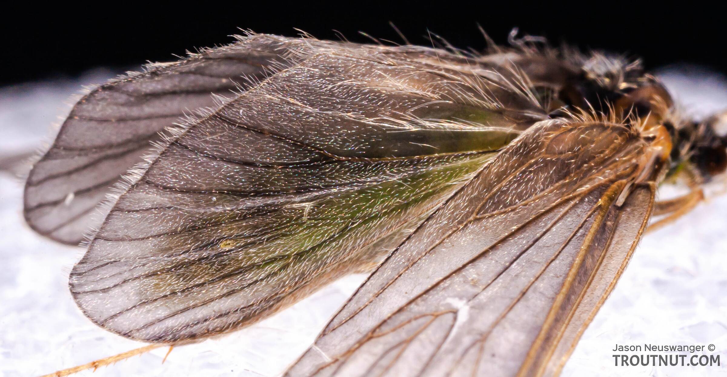 Brachycentrus appalachia (Apple Caddis) Caddisfly Adult Pictures