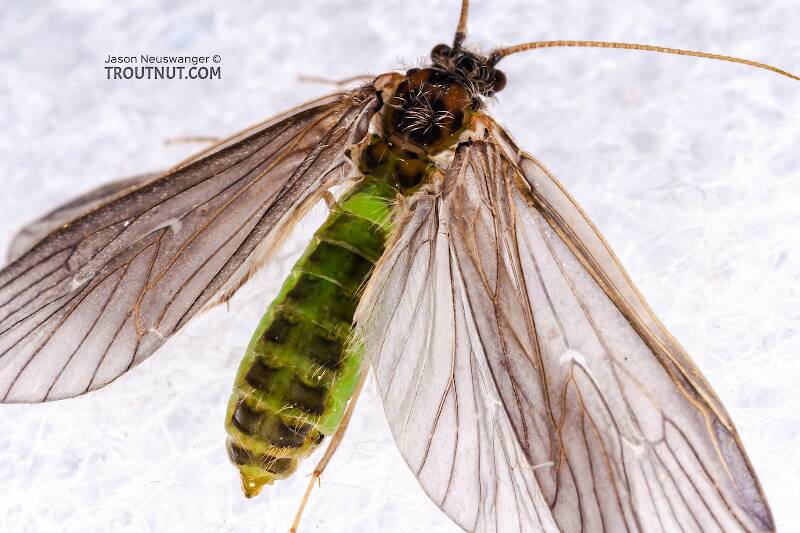 Brachycentrus appalachia (Apple Caddis) Caddisfly Adult Pictures