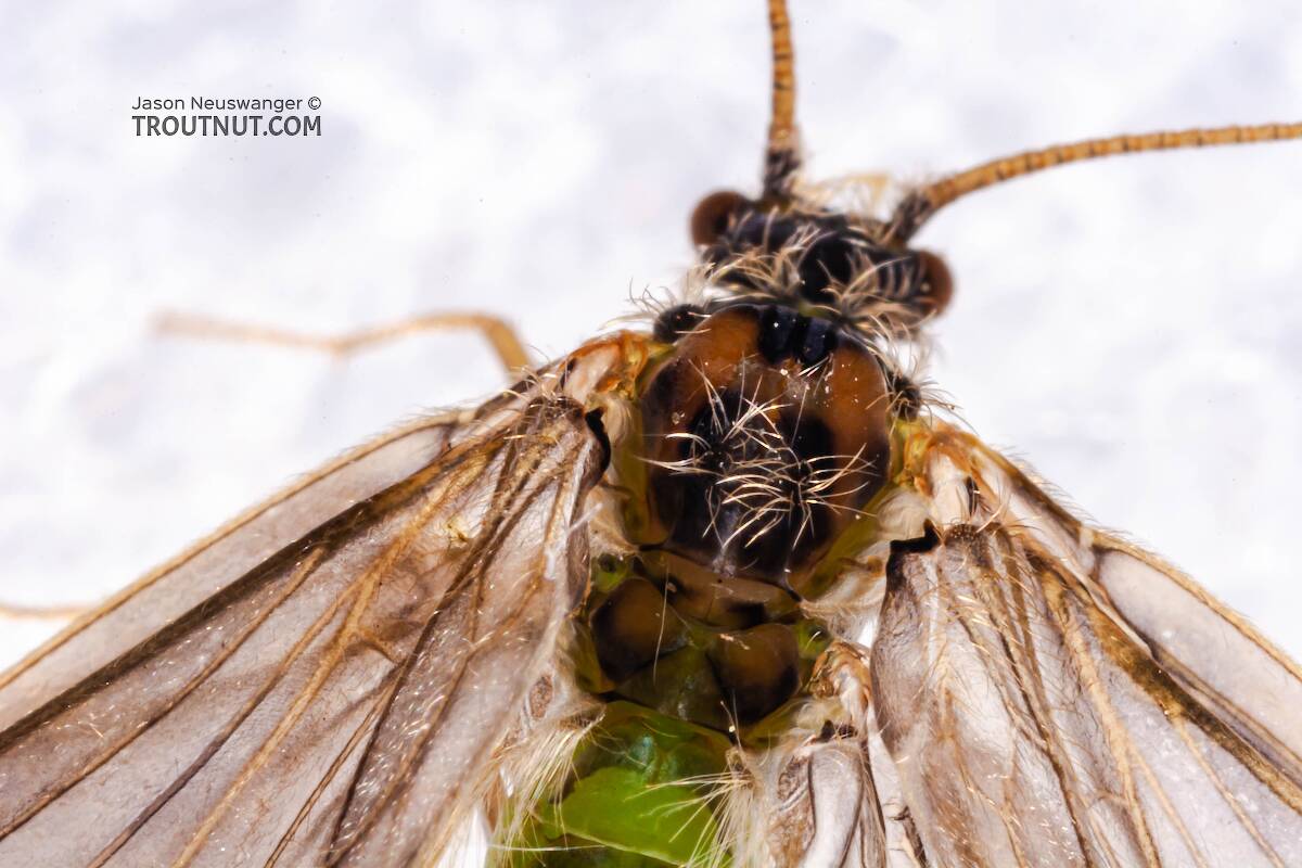 Brachycentrus appalachia (Apple Caddis) Caddisfly Adult Pictures