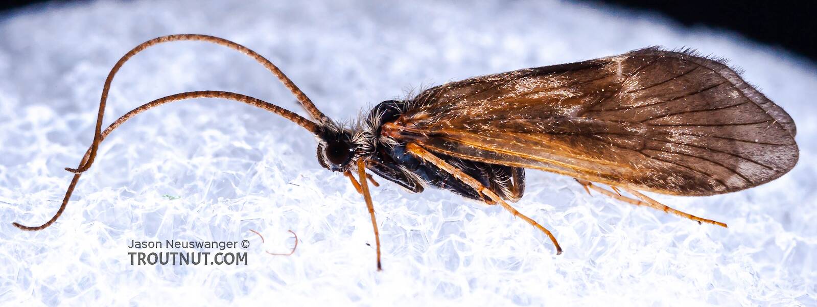 Brachycentrus (Grannom) Caddisfly Adult Pictures