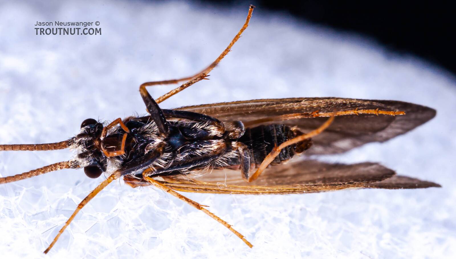 Brachycentrus (Grannom) Caddisfly Adult Pictures