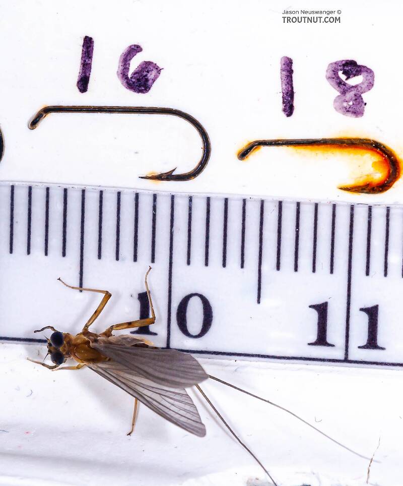 Male Epeorus (Little Maryatt) Mayfly Dun Pictures