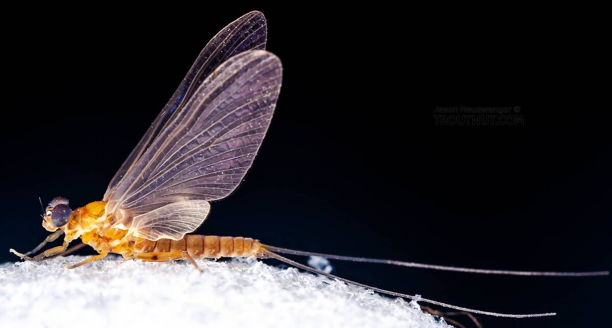Male Epeorus (Little Maryatt) Mayfly Dun Pictures