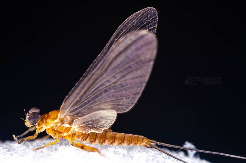Male Epeorus (Little Maryatt) Mayfly Dun Pictures