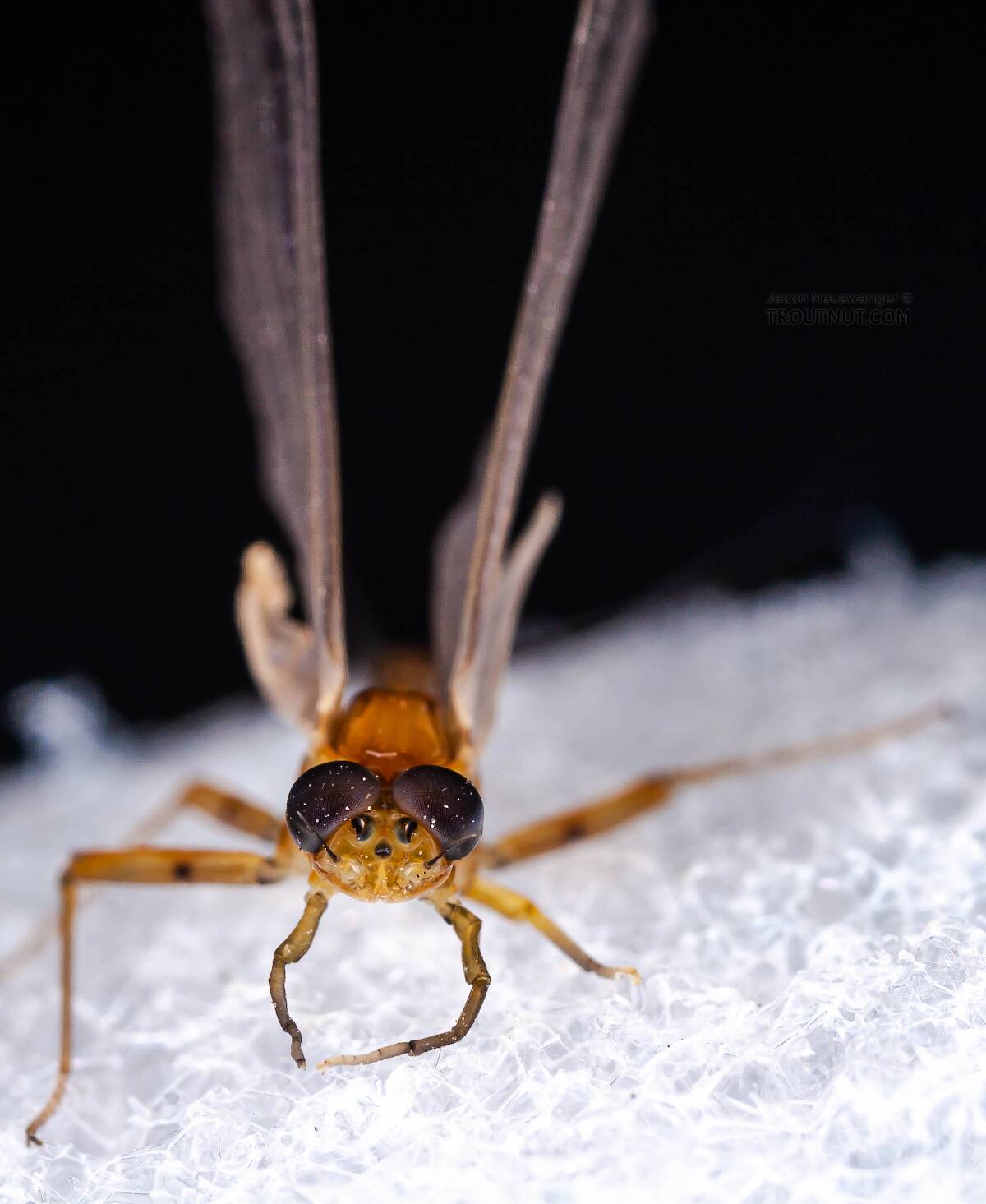 Male Epeorus (Little Maryatt) Mayfly Dun Pictures