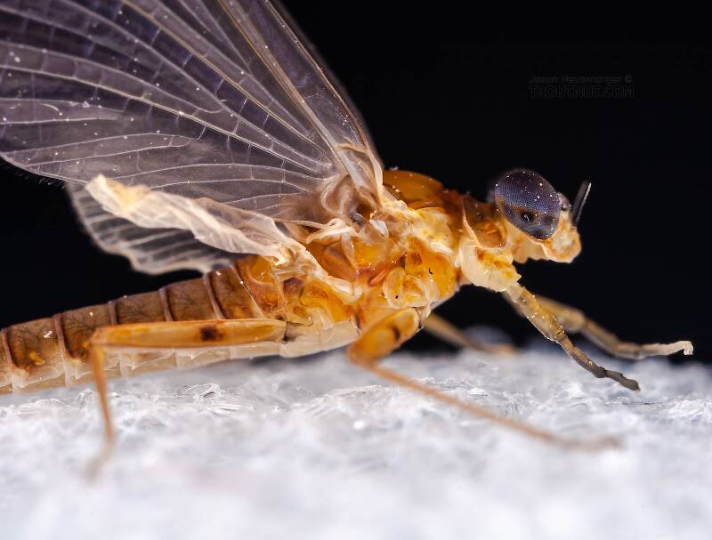 Male Epeorus (Little Maryatt) Mayfly Dun Pictures