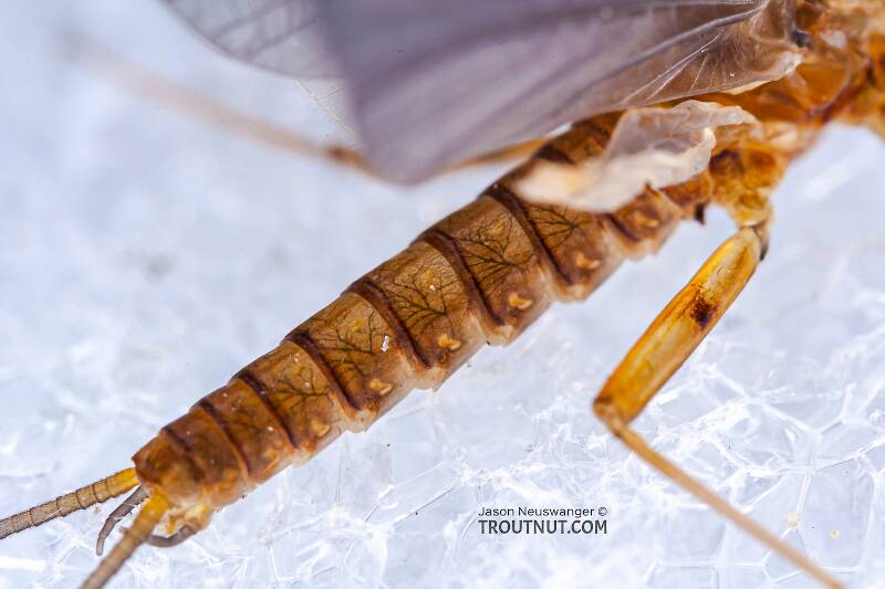 Male Epeorus (Little Maryatt) Mayfly Dun Pictures