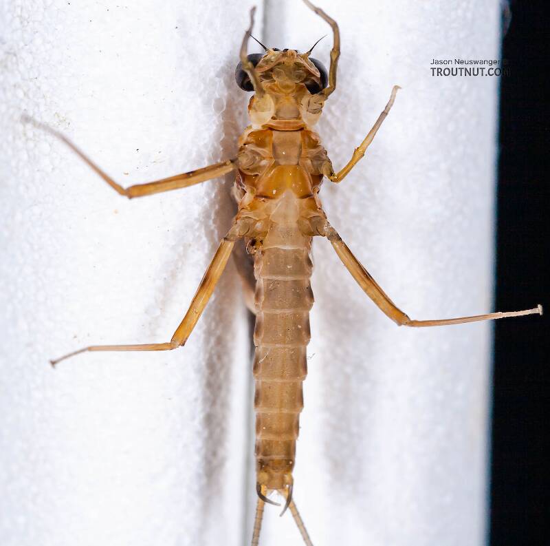 Male Epeorus (Little Maryatt) Mayfly Dun Pictures