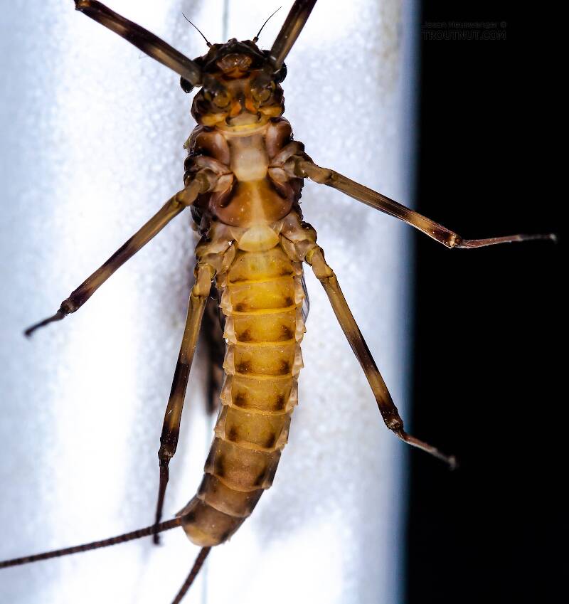 Female Stenonema vicarium (March Brown) Mayfly Dun Pictures