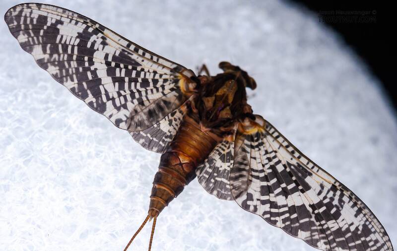 Female Baetisca obesa (Armored Mayfly) Mayfly Dun Pictures