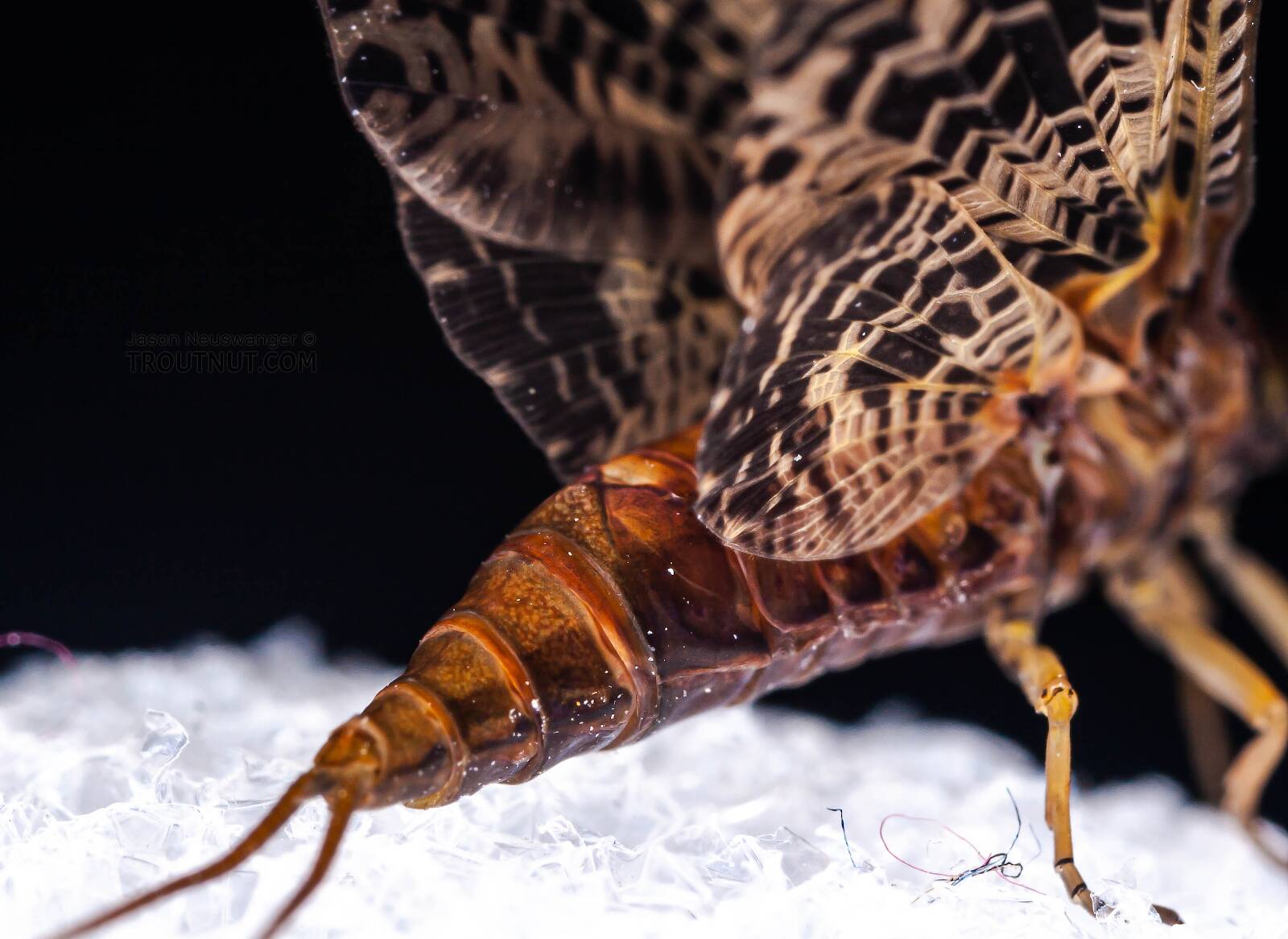 Female Baetisca obesa (Armored Mayfly) Mayfly Dun Pictures