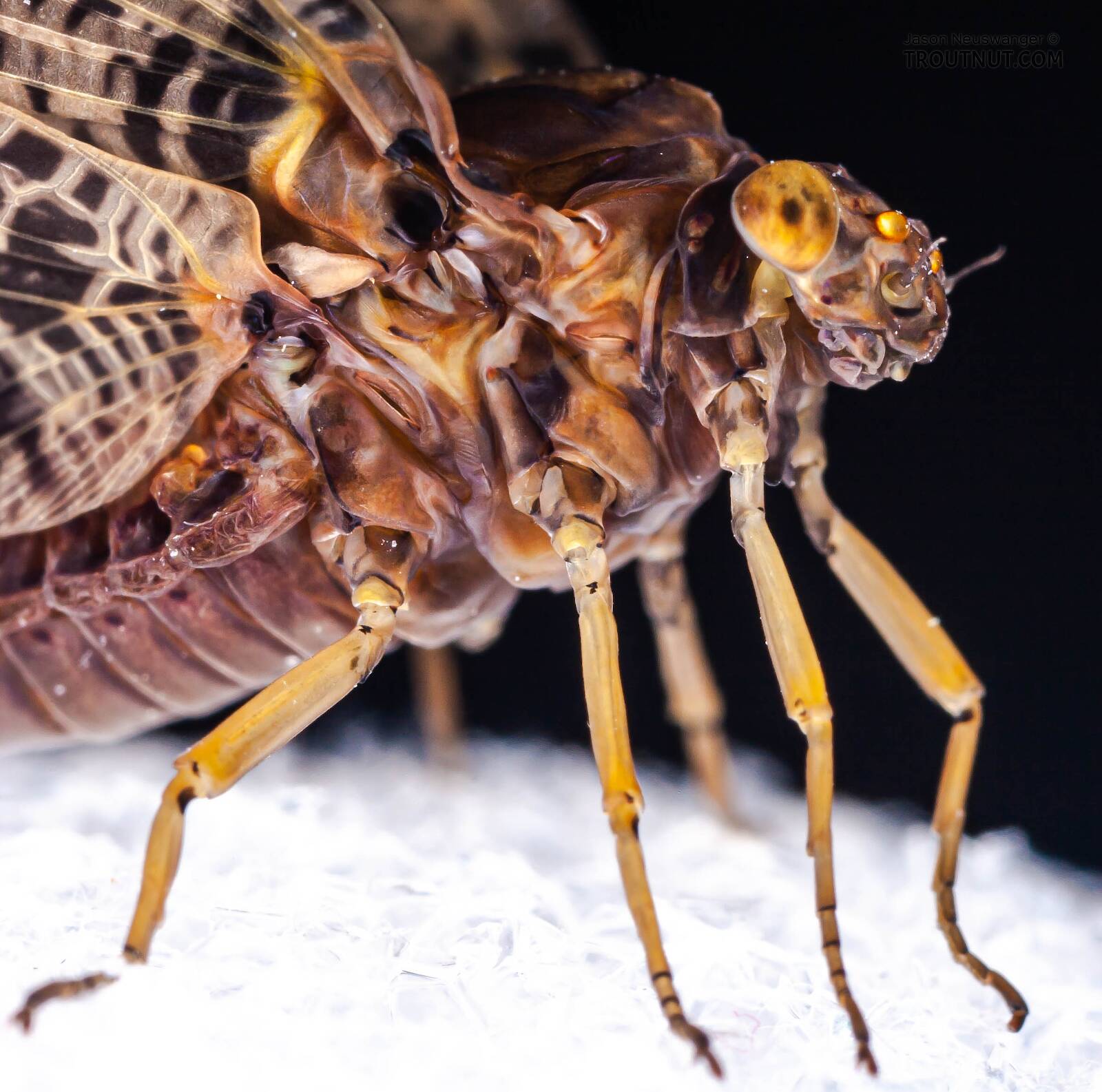 Female Baetisca obesa (Armored Mayfly) Mayfly Dun Pictures