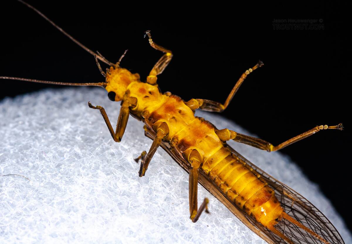 Female Acroneuria lycorias (Golden Stone) Stonefly Adult Pictures
