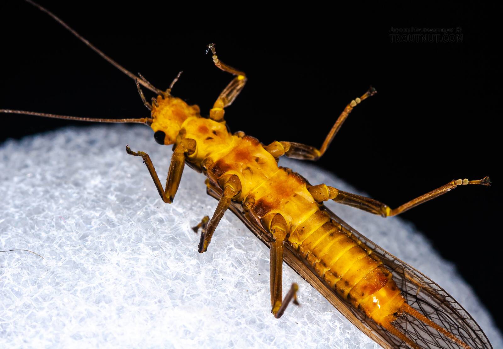 Female Acroneuria lycorias (Golden Stone) Stonefly Adult Pictures