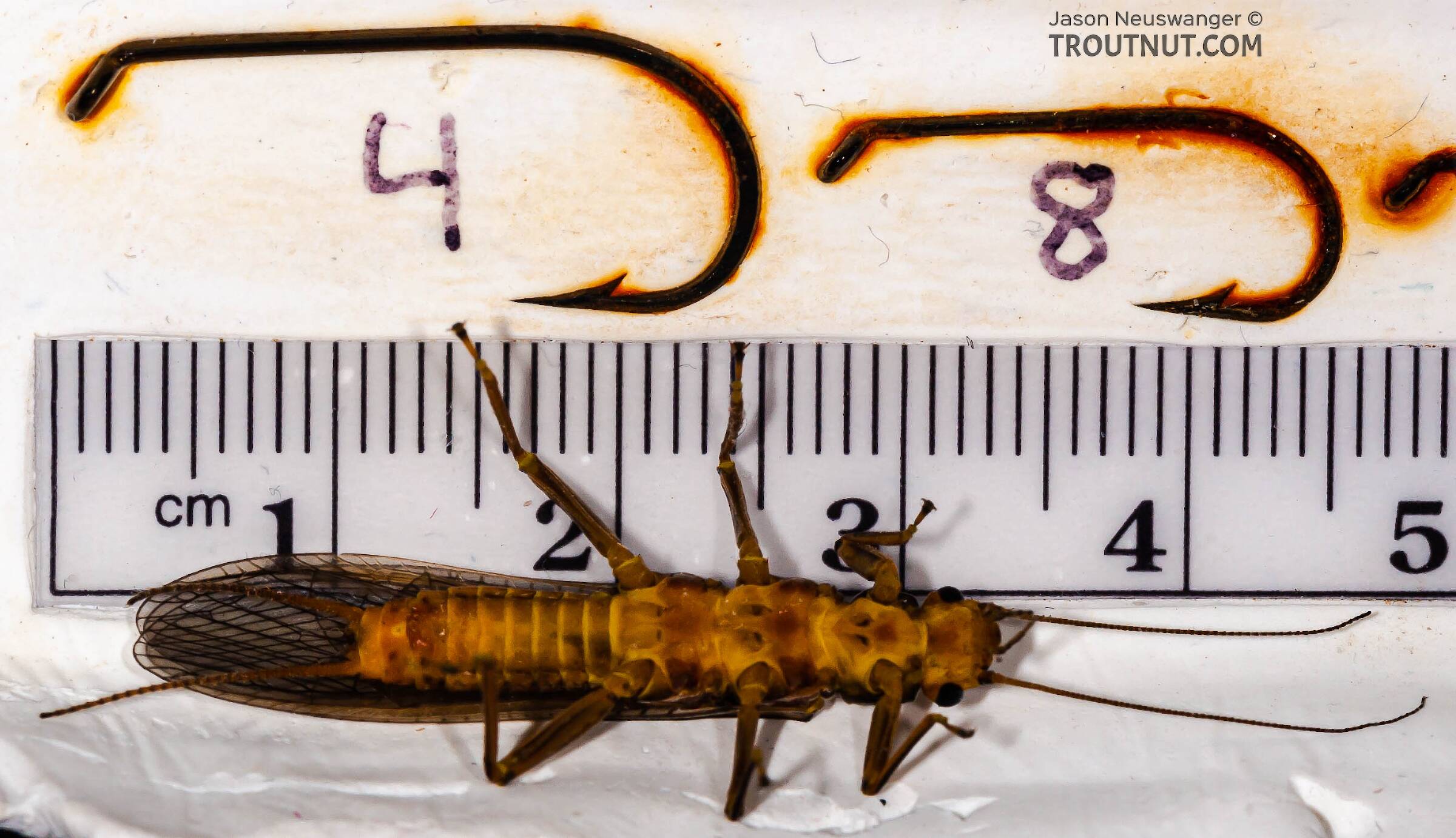 Female Acroneuria lycorias (Golden Stone) Stonefly Adult Pictures