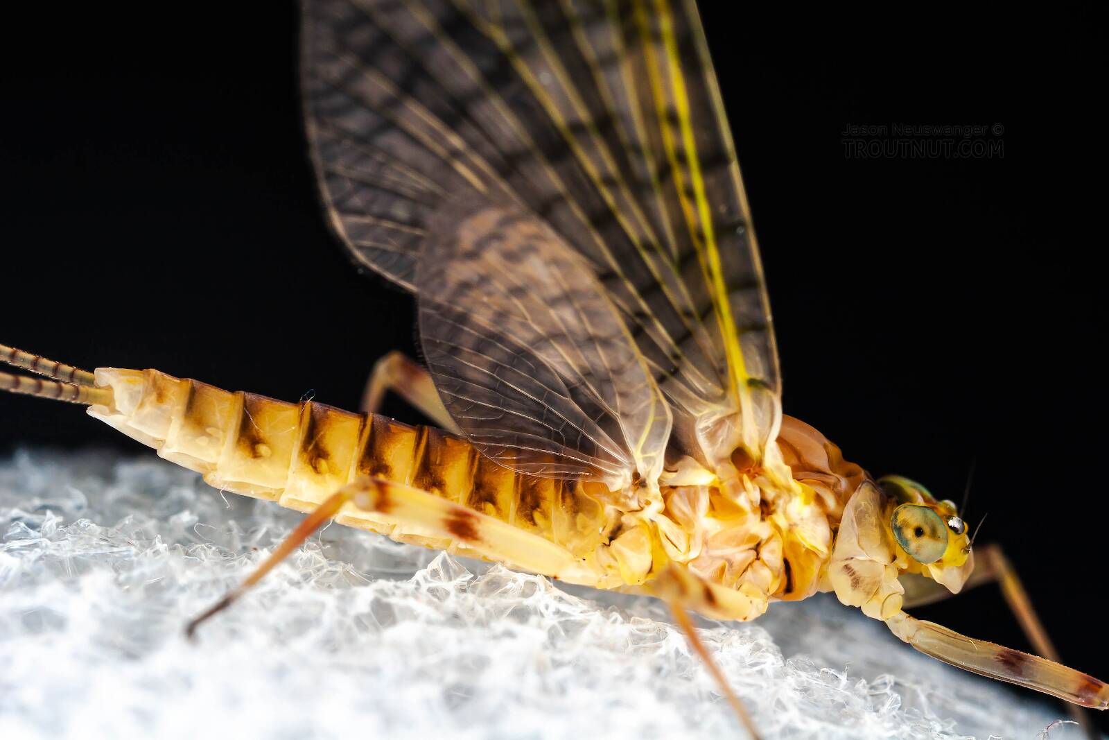 Female Stenonema ithaca (Light Cahill) Mayfly Dun Pictures