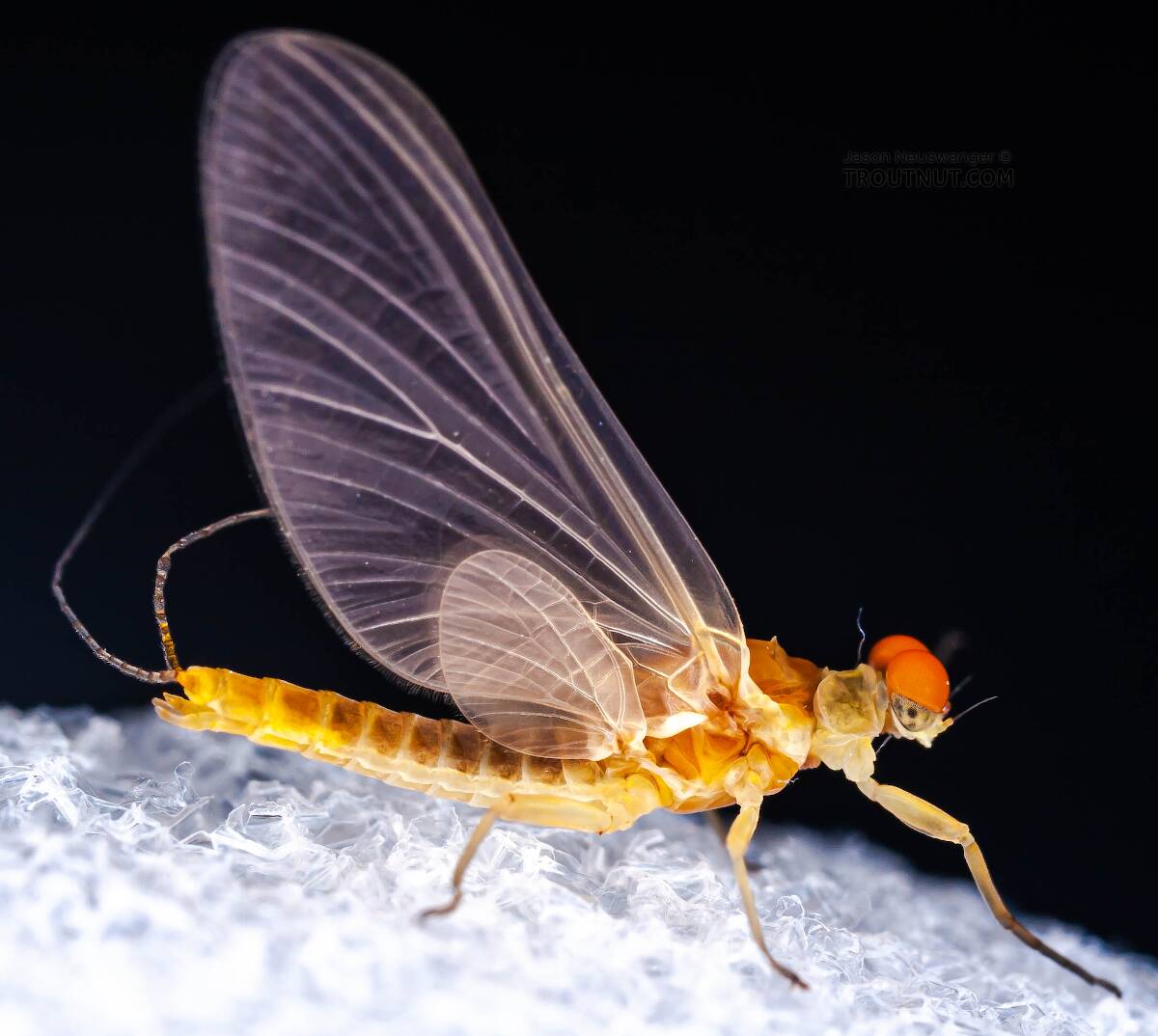 Male Ephemerella invaria (Sulphur) Mayfly Dun Pictures