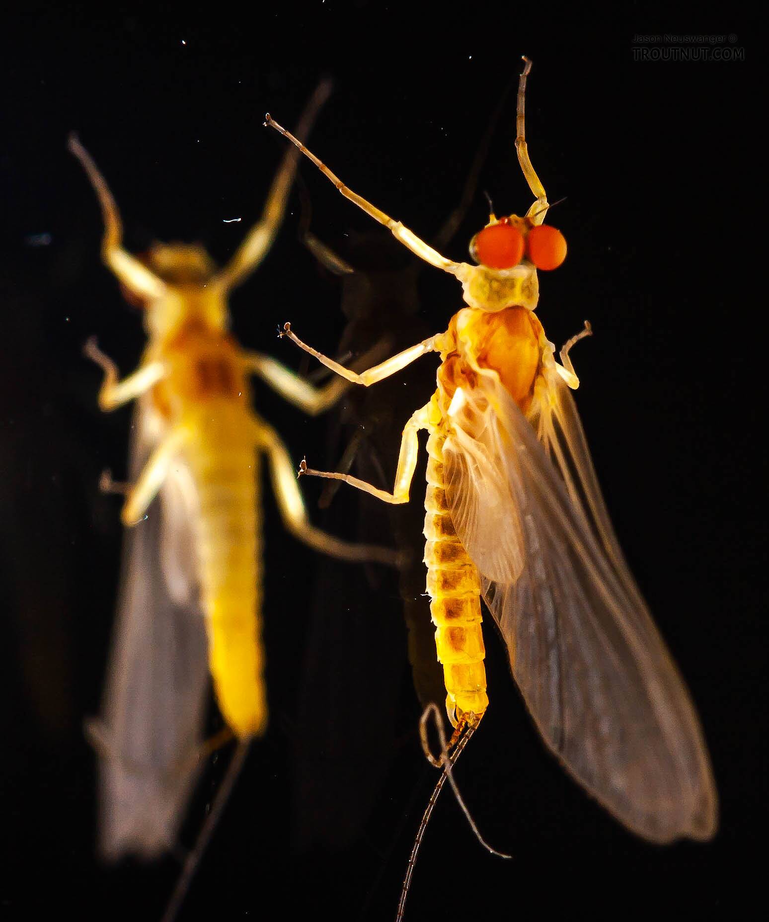 Mayfly Species Ephemerella invaria (Sulphurs)