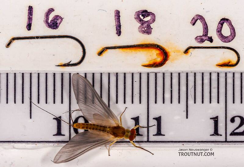 Male Ephemerella invaria (Sulphur) Mayfly Dun Pictures