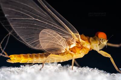 Male Ephemerella invaria (Sulphur) Mayfly Dun Pictures
