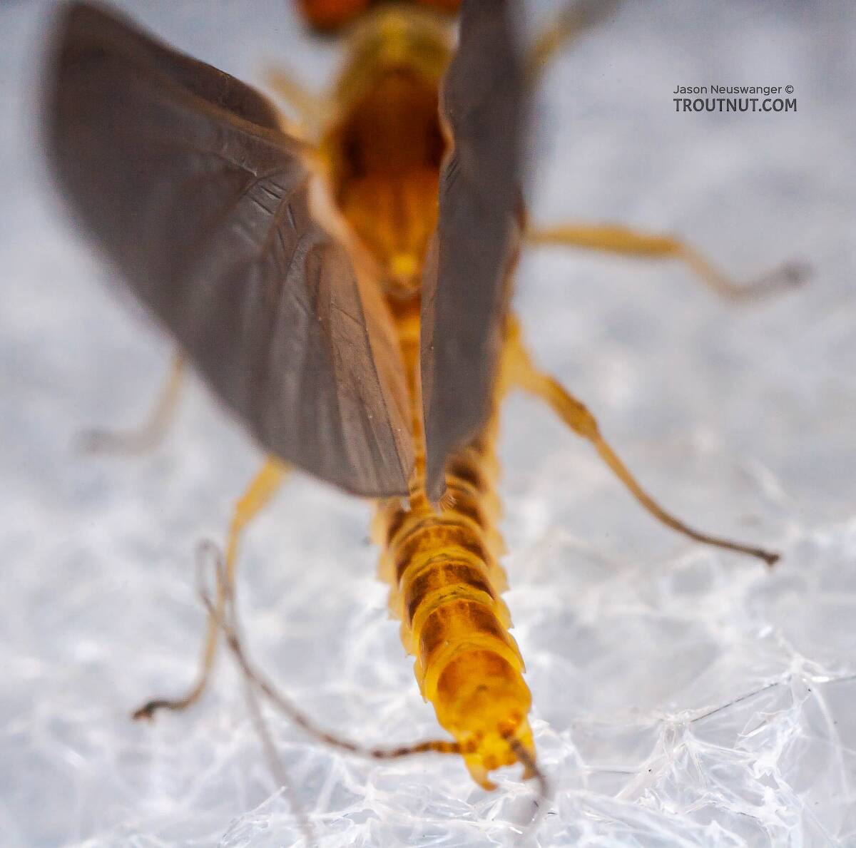 Male Ephemerella invaria (Sulphur) Mayfly Dun Pictures