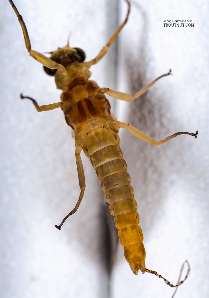 Male Ephemerella invaria (Sulphur) Mayfly Dun Pictures