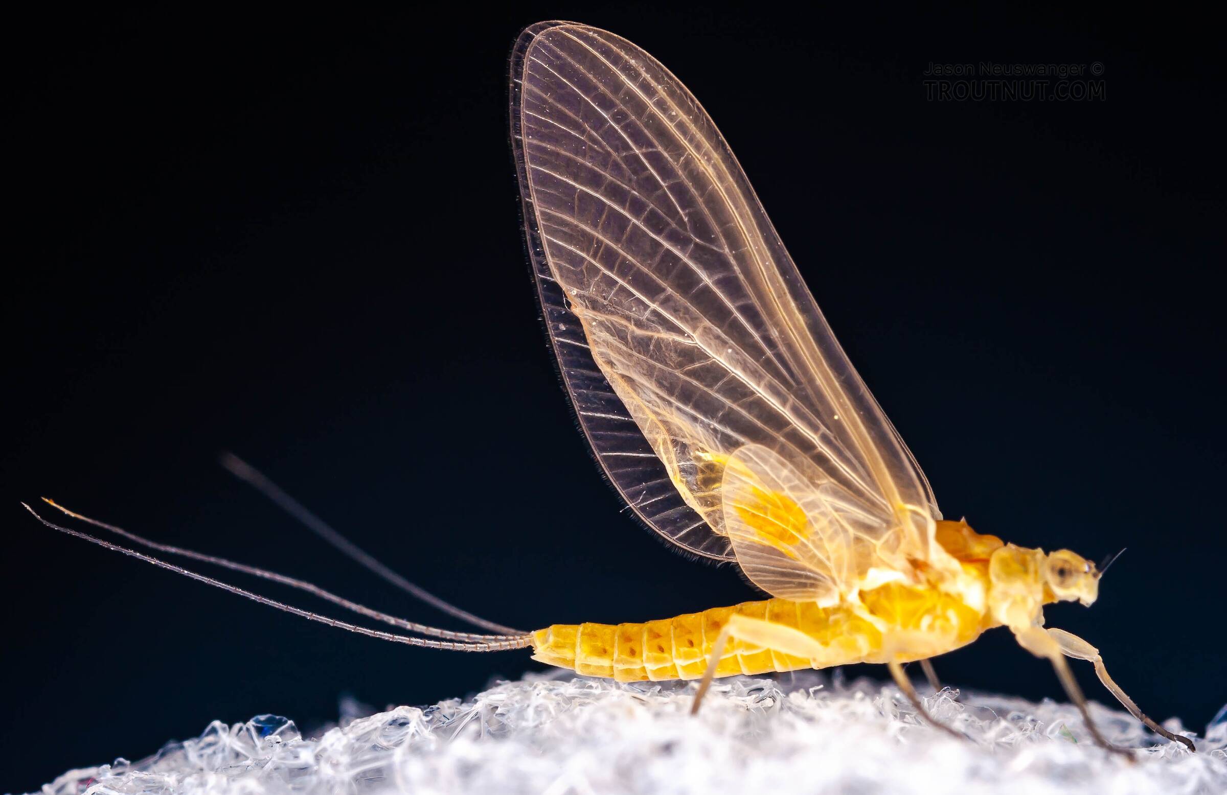 Mayfly Species Ephemerella invaria (Sulphurs)