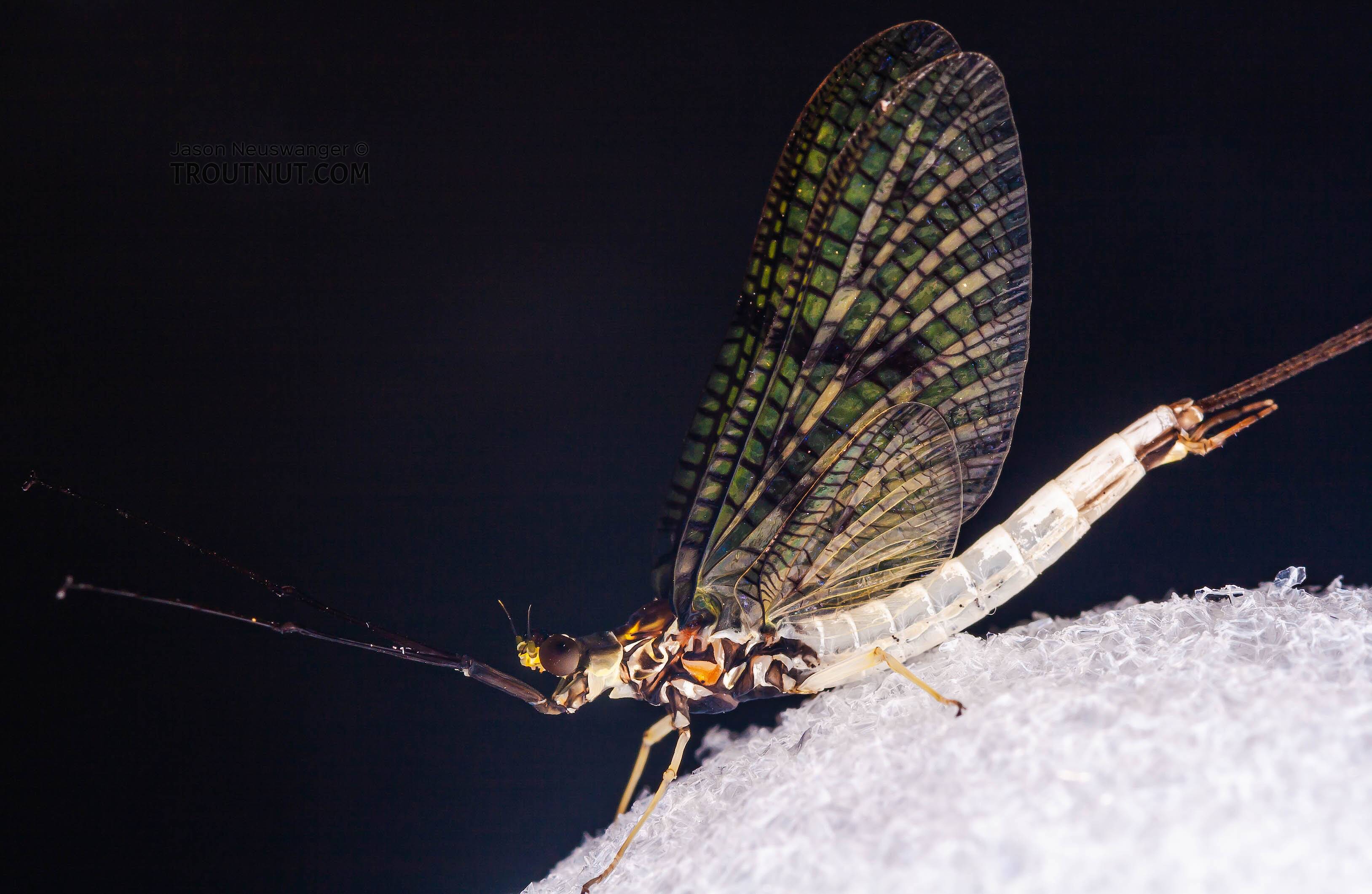 Male Ephemera guttulata (Green Drake) Mayfly Spinner Pictures