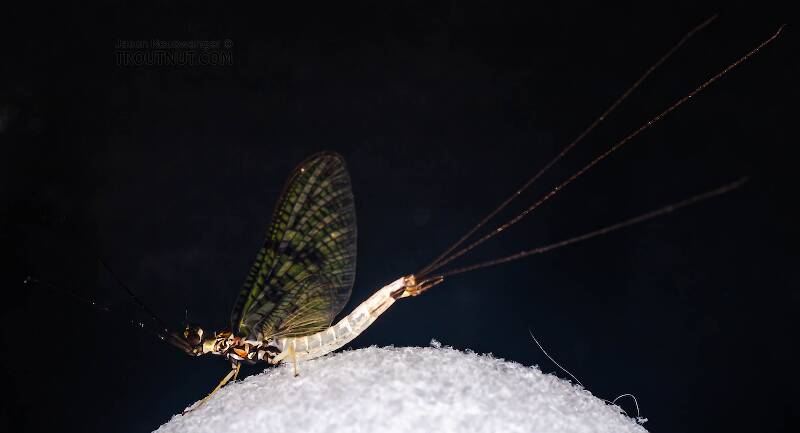 Male Ephemera guttulata (Green Drake) Mayfly Spinner Pictures