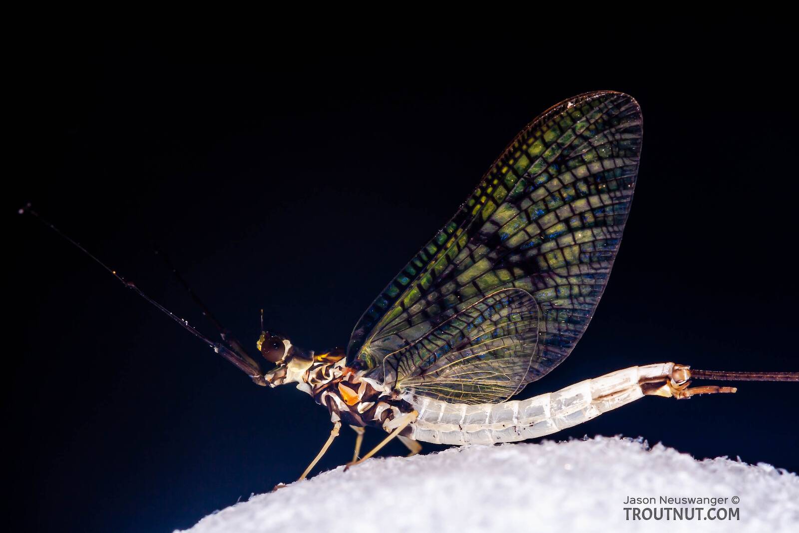 Male Ephemera guttulata (Green Drake) Mayfly Spinner Pictures