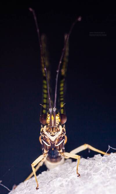 Male Ephemera guttulata (Green Drake) Mayfly Spinner Pictures
