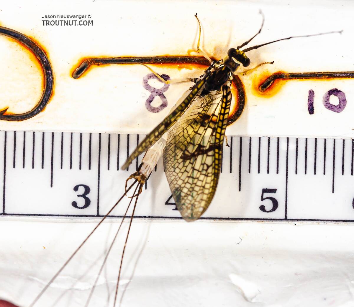 Male Ephemera guttulata (Green Drake) Mayfly Spinner Pictures