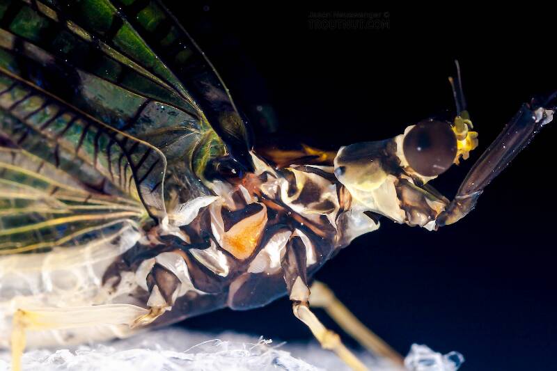 Male Ephemera guttulata (Green Drake) Mayfly Spinner Pictures