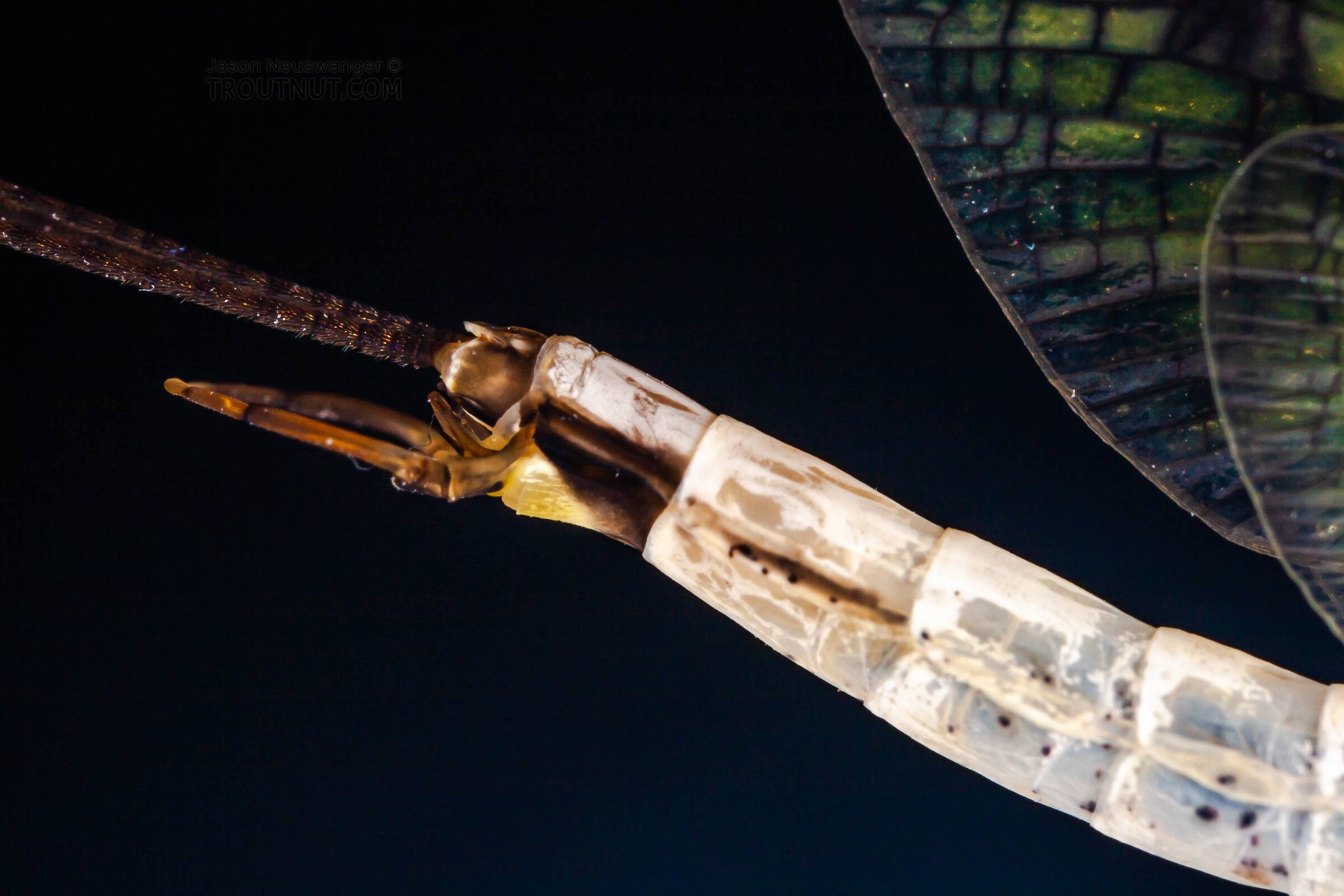 Male Ephemera guttulata (Green Drake) Mayfly Spinner Pictures