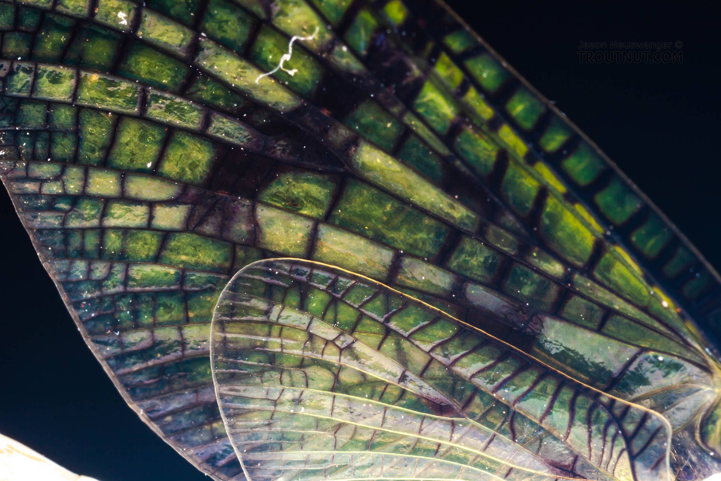 Male Ephemera guttulata (Green Drake) Mayfly Spinner Pictures