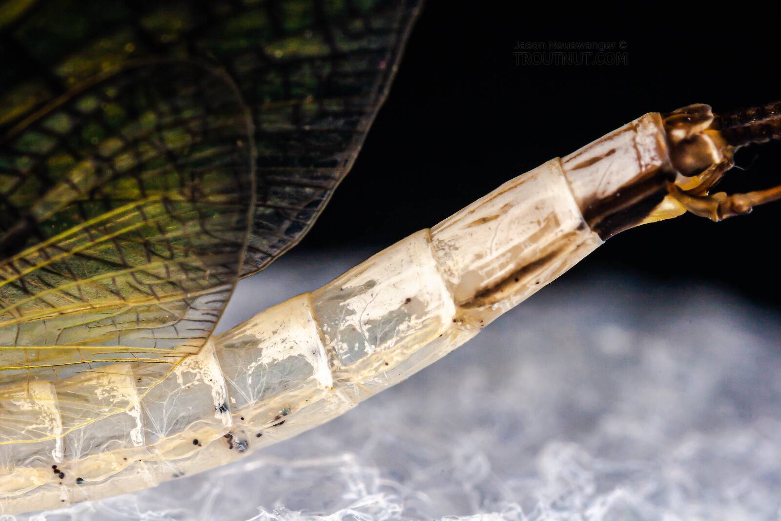 Male Ephemera guttulata (Green Drake) Mayfly Spinner Pictures