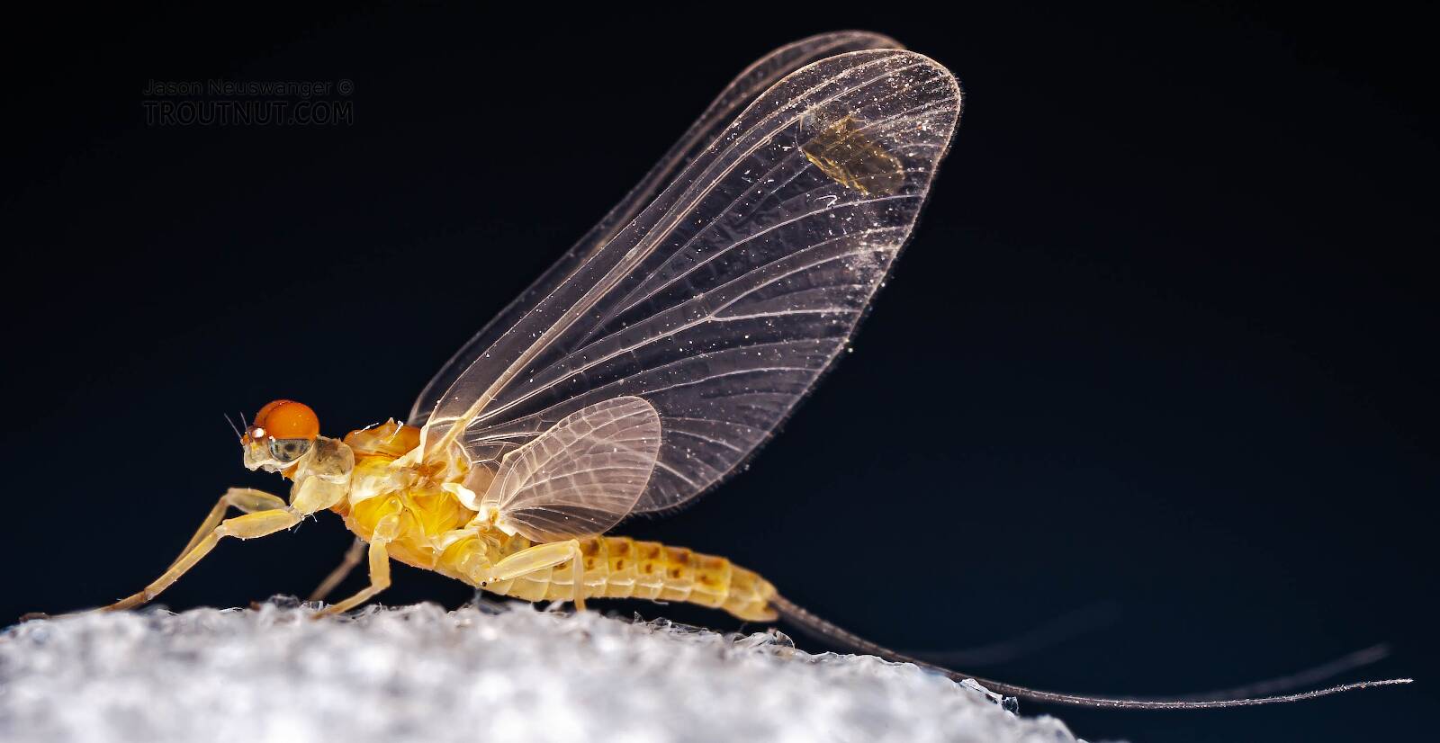 Male Ephemerella invaria (Sulphur) Mayfly Dun Pictures
