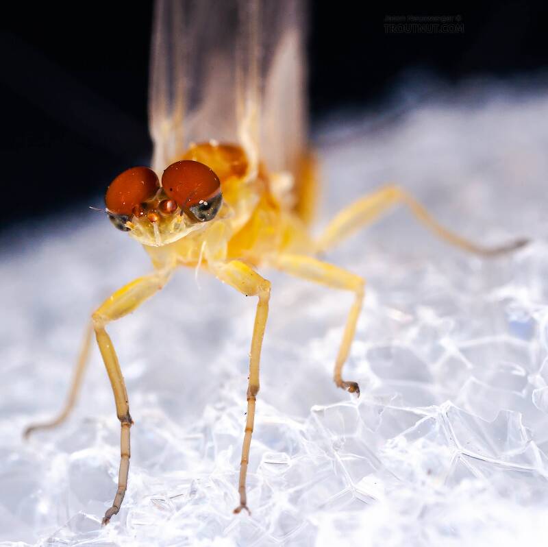 Male Ephemerella invaria (Sulphur) Mayfly Dun Pictures