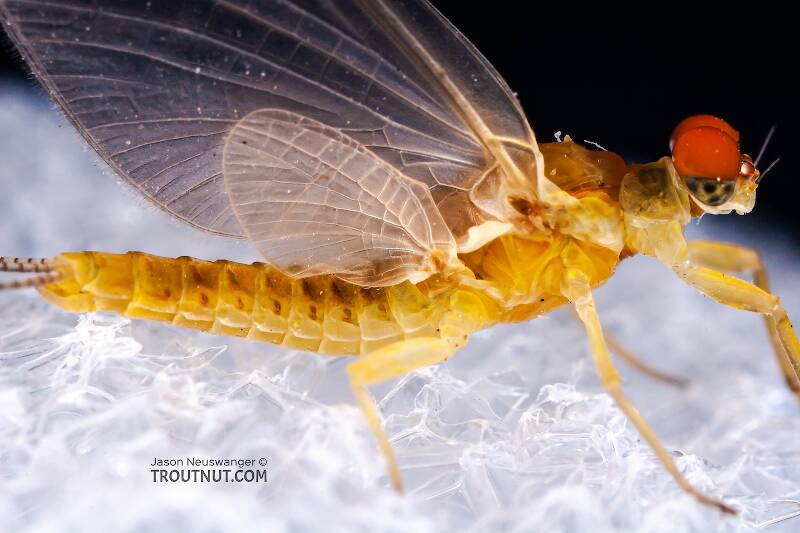 Male Ephemerella invaria (Sulphur) Mayfly Dun Pictures