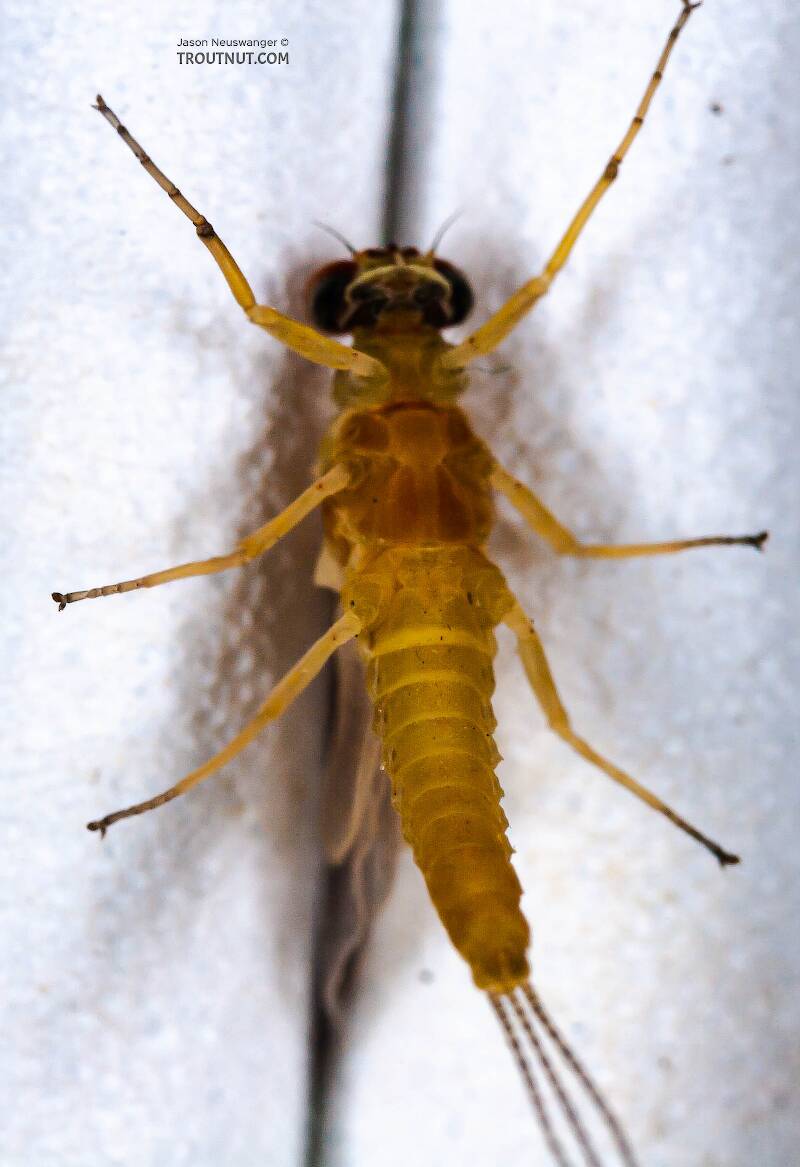 Male Ephemerella invaria (Sulphur) Mayfly Dun Pictures