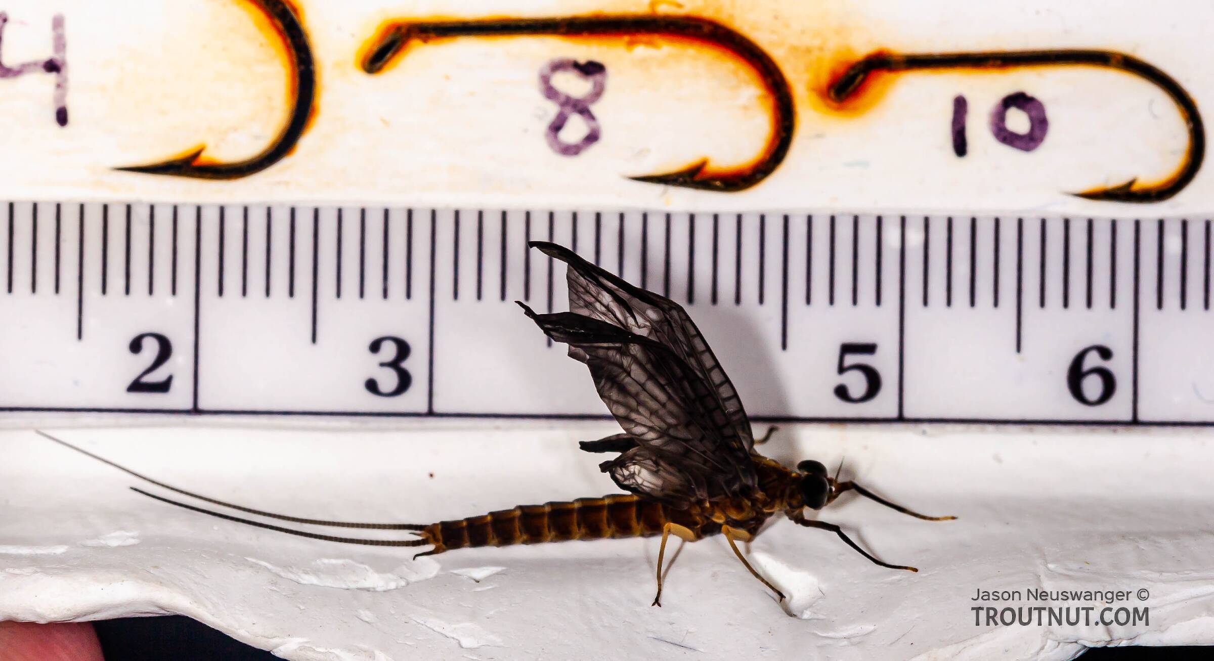 Female Isonychia bicolor (Mahogany Dun) Mayfly Dun Pictures