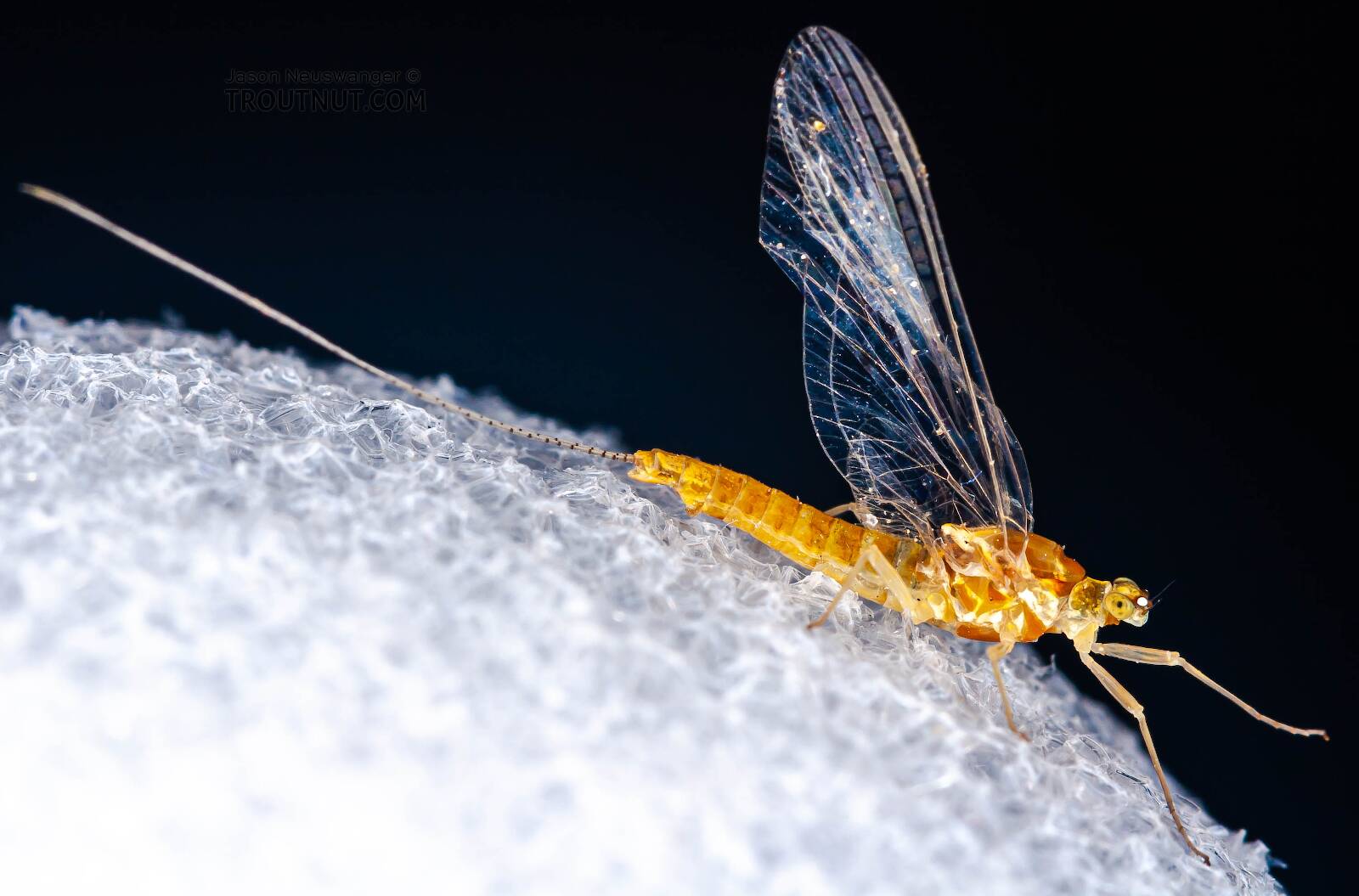 Mayfly Species Ephemerella invaria (Sulphurs)