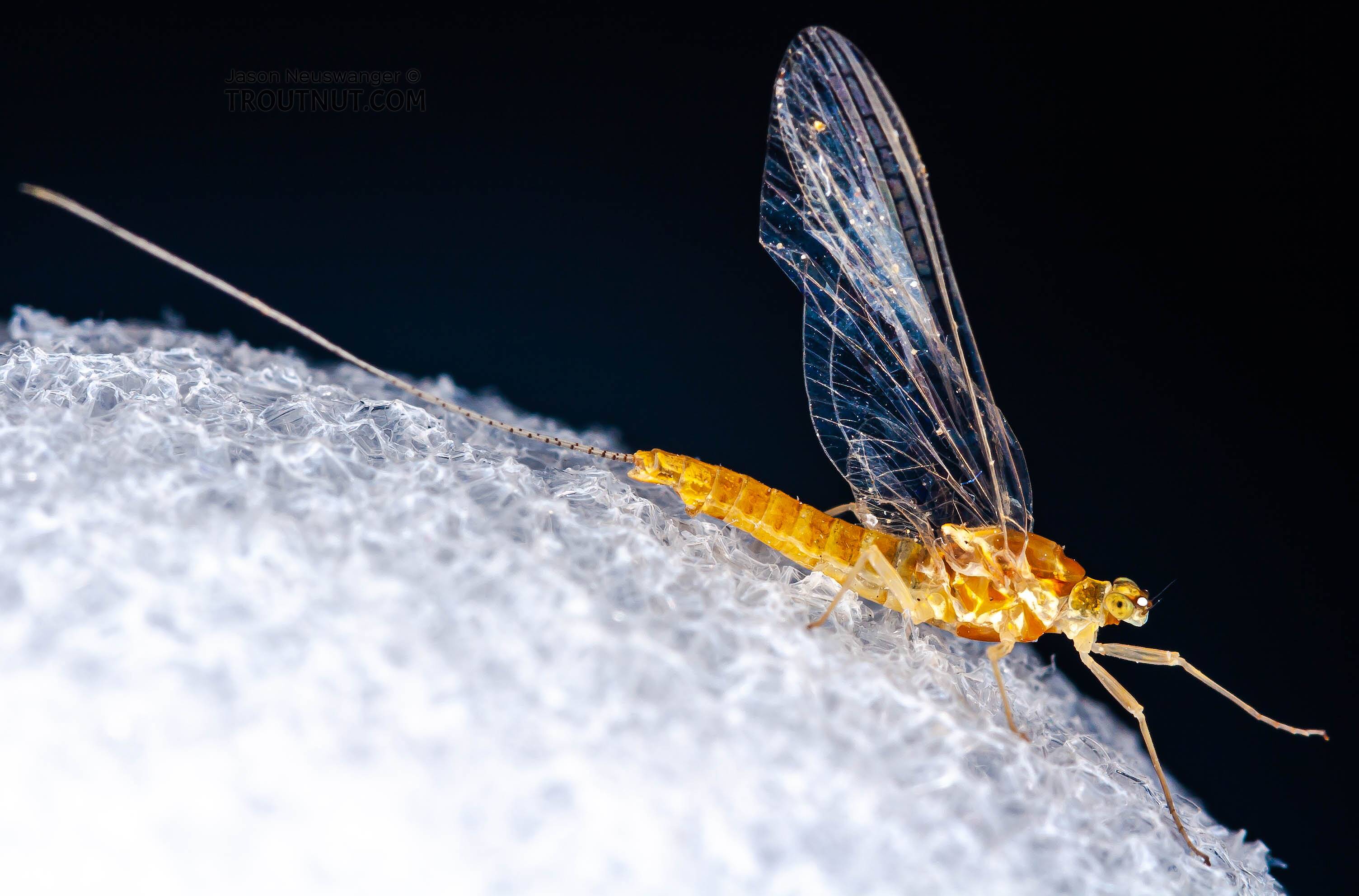 Mayfly Species Ephemerella invaria (Sulphurs)