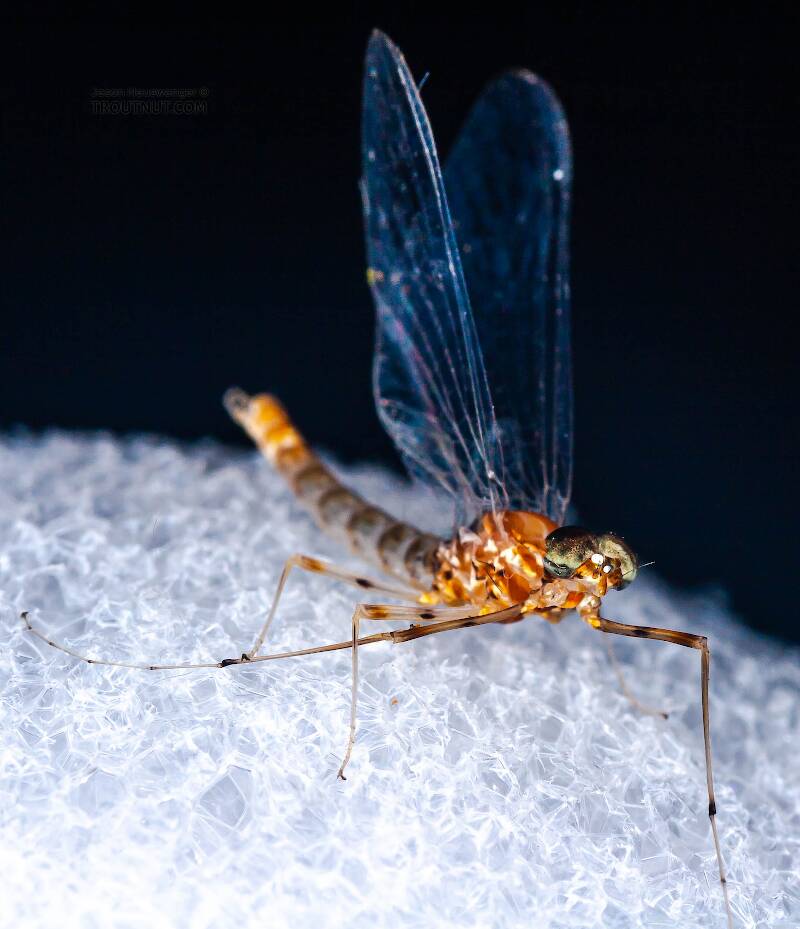 Male Epeorus vitreus (Sulphur) Mayfly Spinner Pictures