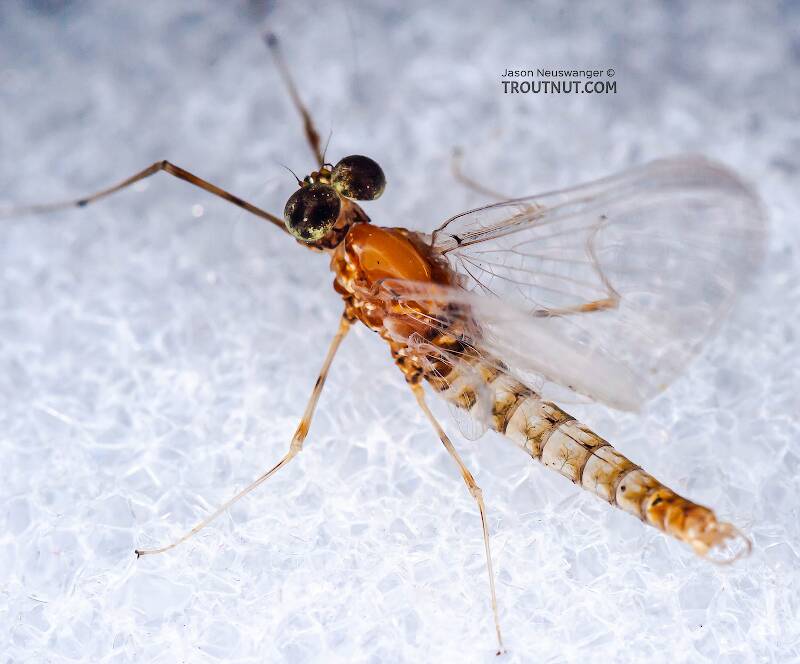 Male Epeorus vitreus (Sulphur) Mayfly Spinner Pictures
