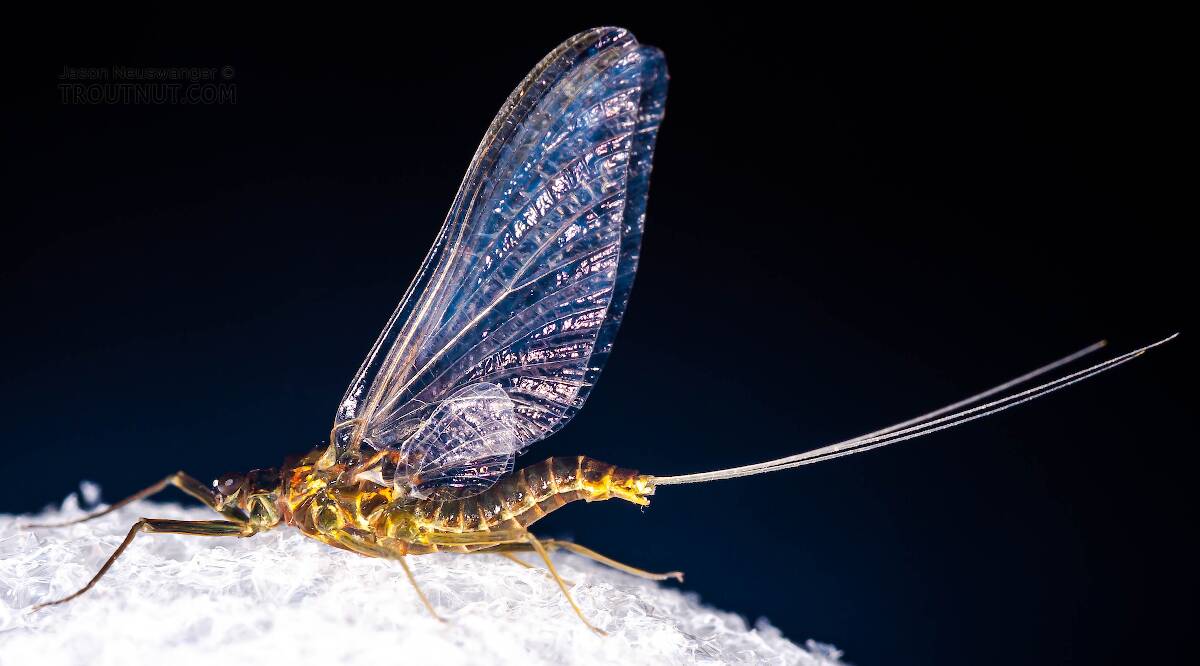 Female Drunella cornuta (Large Blue-Winged Olive) Mayfly Spinner Pictures