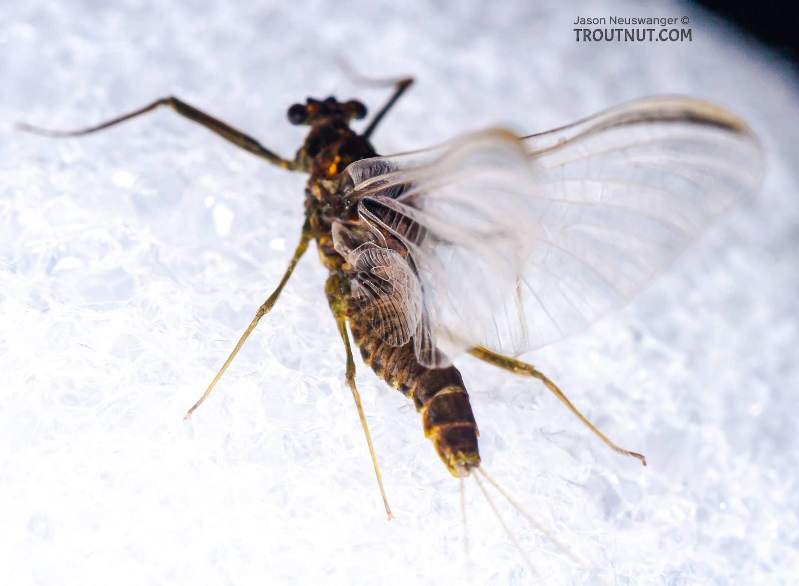 Female Drunella cornuta (Large Blue-Winged Olive) Mayfly Spinner Pictures