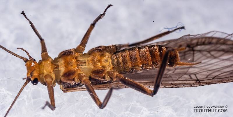 Male Tallaperla maria (Common Roachfly) Stonefly Adult Pictures